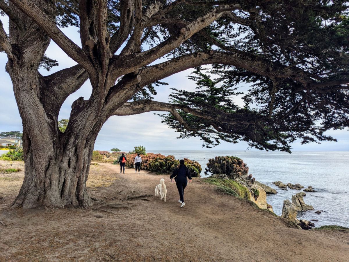 Exploring 17 Mile Drive, Monterey and Point Lobos State Natural Reserve ...