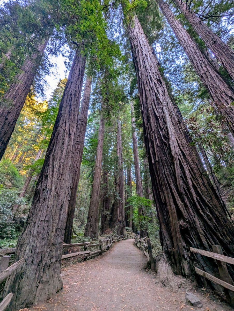 Muir Woods National Monument and exploring Mill Valley | Sherry ...
